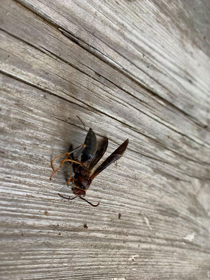 wrong bug – Beyond the Elm